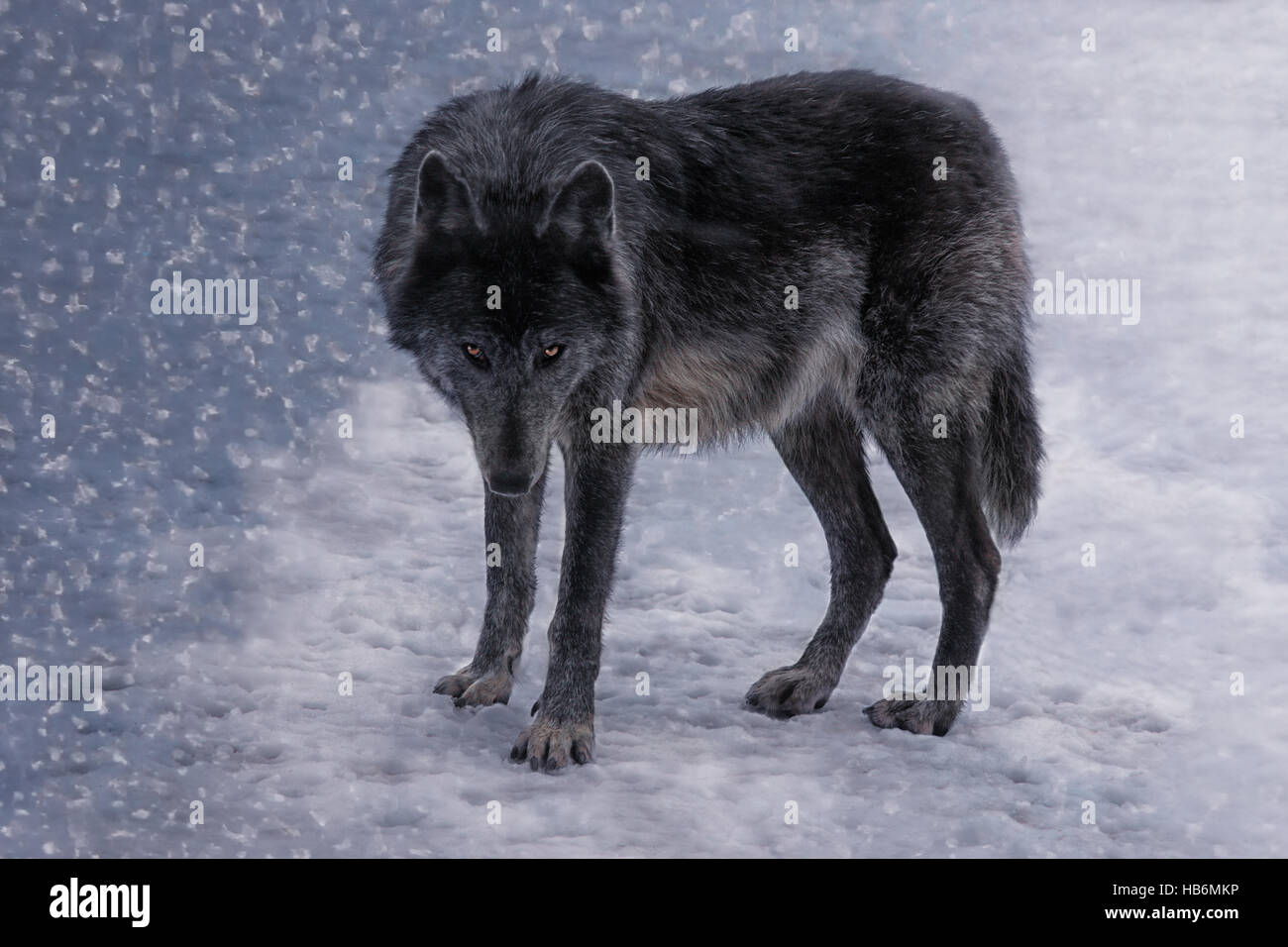 The Black Wolfess Stock Photo - Alamy