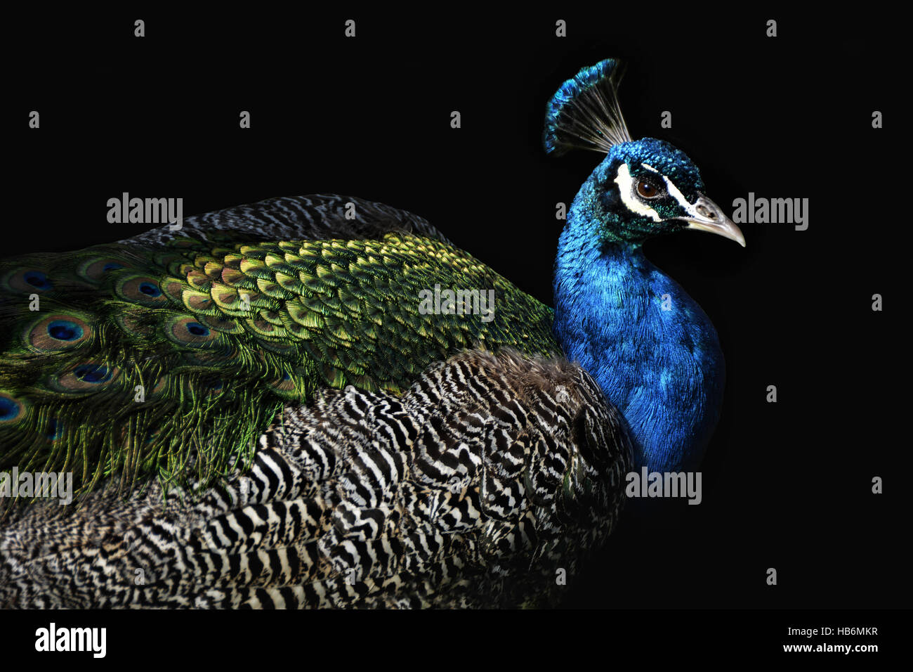 Showpiece hi-res stock photography and images - Alamy