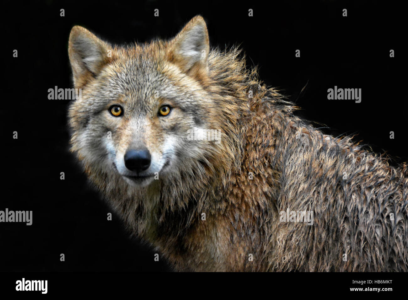 Grey she wolf hi-res stock photography and images - Alamy