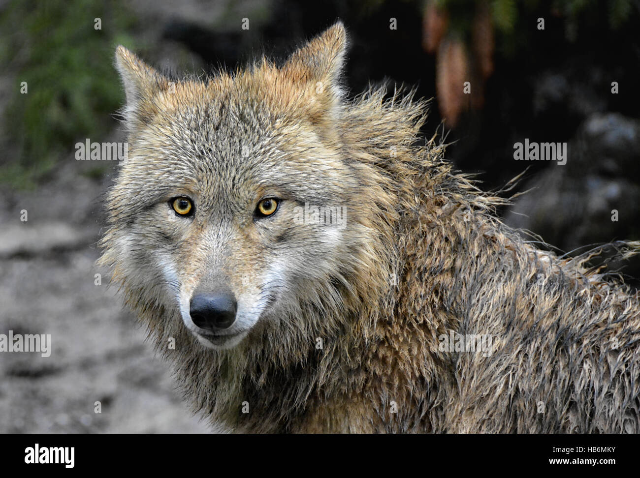 Grey she wolf hi-res stock photography and images - Alamy
