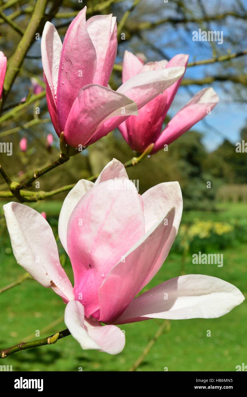 Pink Magnolia blooming Stock Photo - Alamy