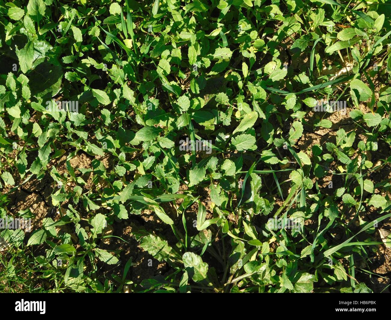 Texture of plants Stock Photo - Alamy