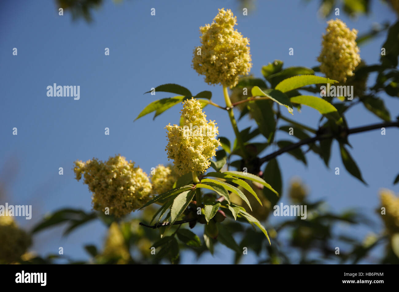 Roter holunder hi-res stock photography and images - Alamy