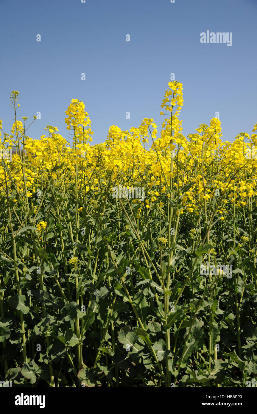 Brassica napus, Rape seed Stock Photo - Alamy
