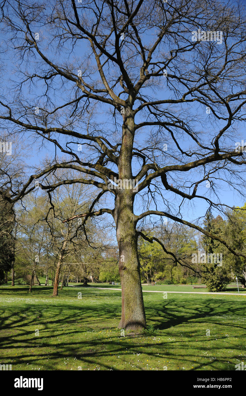 Quercus robur, German oak Stock Photo - Alamy