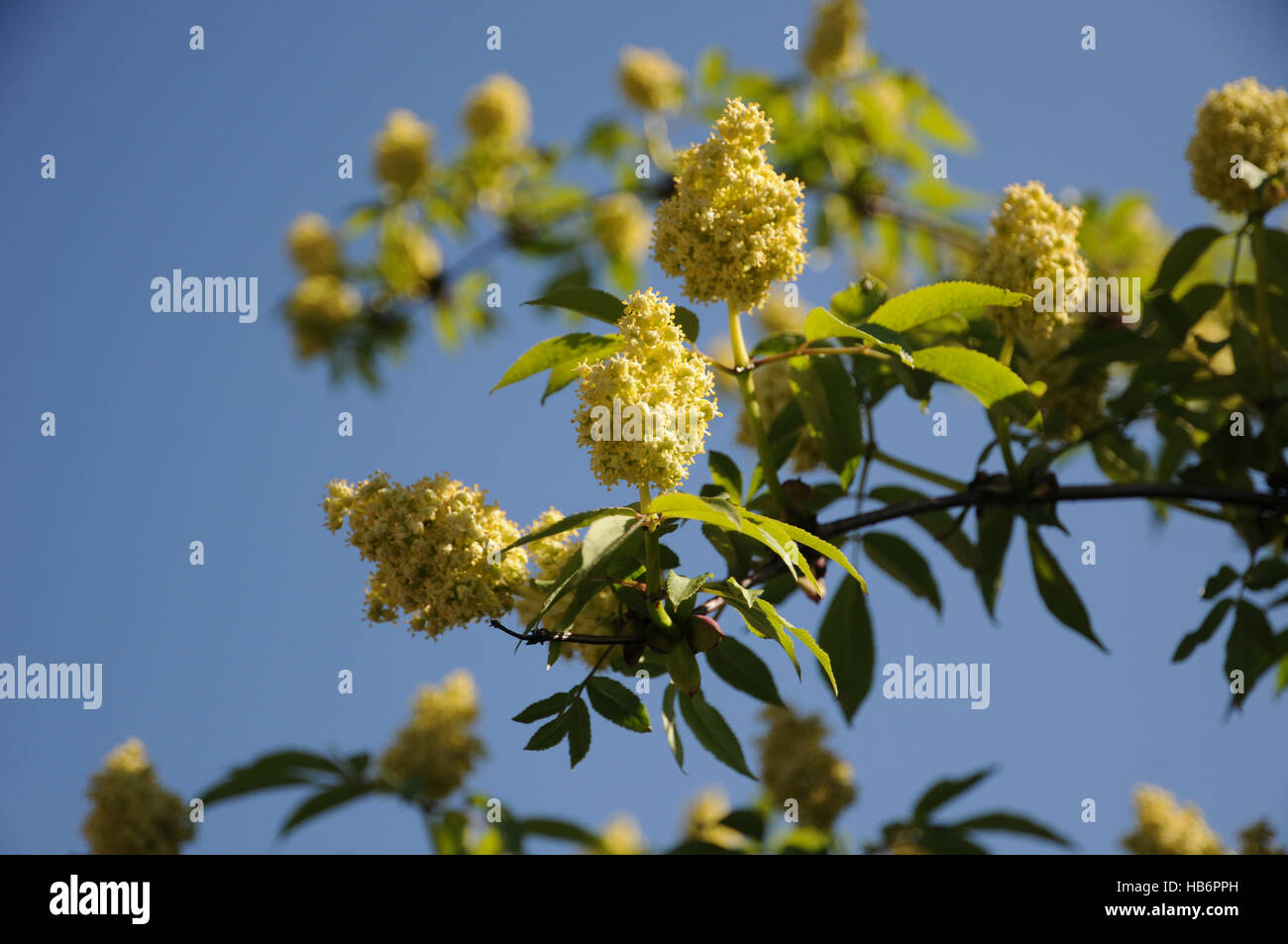 Sambucus racemosus, Red elder Stock Photo - Alamy