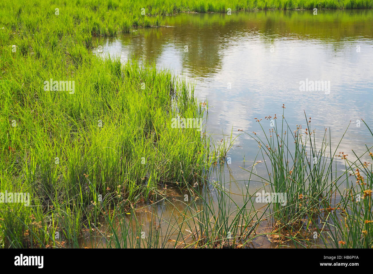 Pond water green reeds hi-res stock photography and images - Alamy