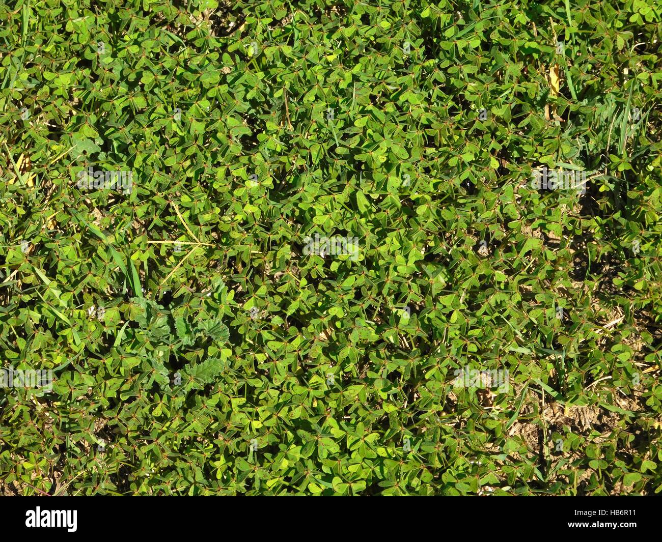 Texture of plants Stock Photo - Alamy