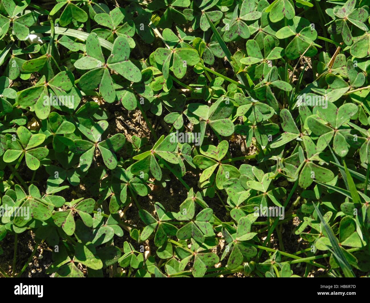 Texture of plants Stock Photo - Alamy