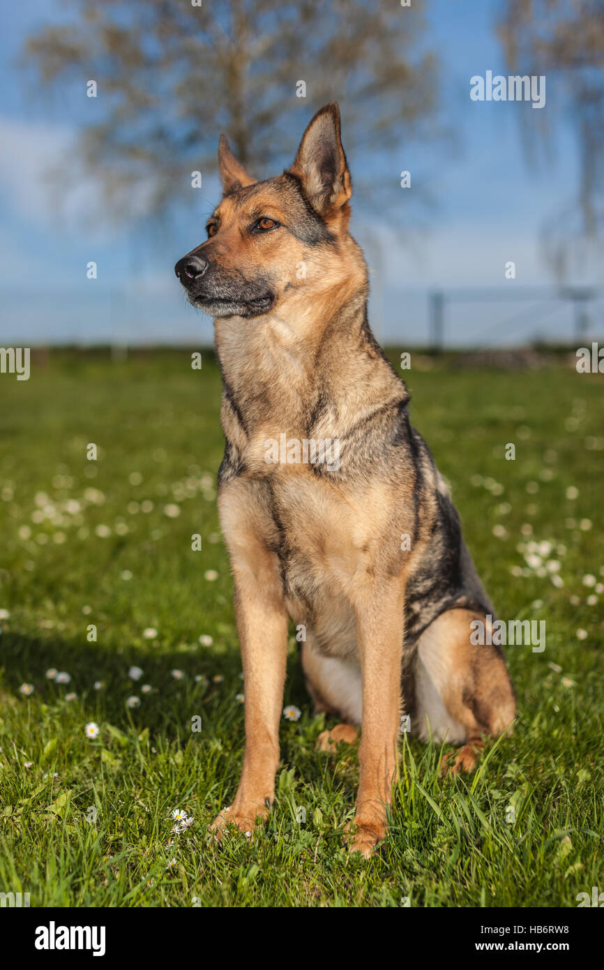 Achtung hund hi-res stock photography and images - Alamy