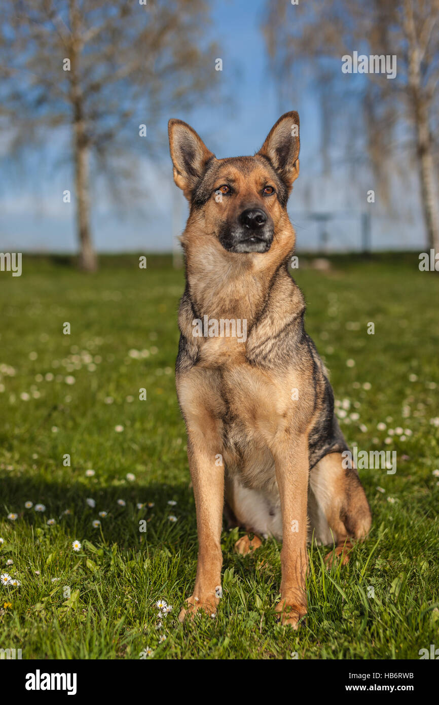 German Shepherd on a spring meadow Stock Photo - Alamy