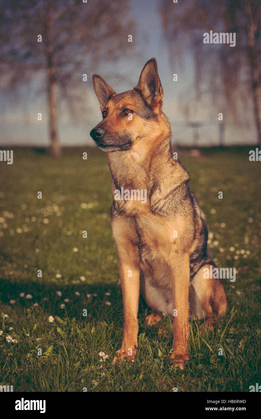 German Shepherd on a spring meadow Stock Photo - Alamy