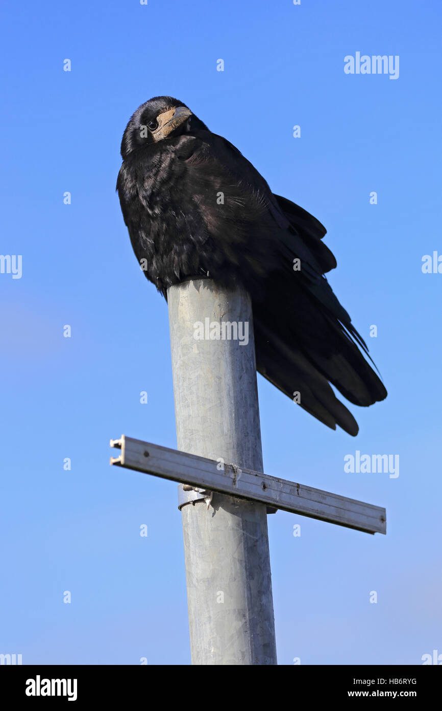 Corvus Frugilegus Rook Stock Photo Alamy