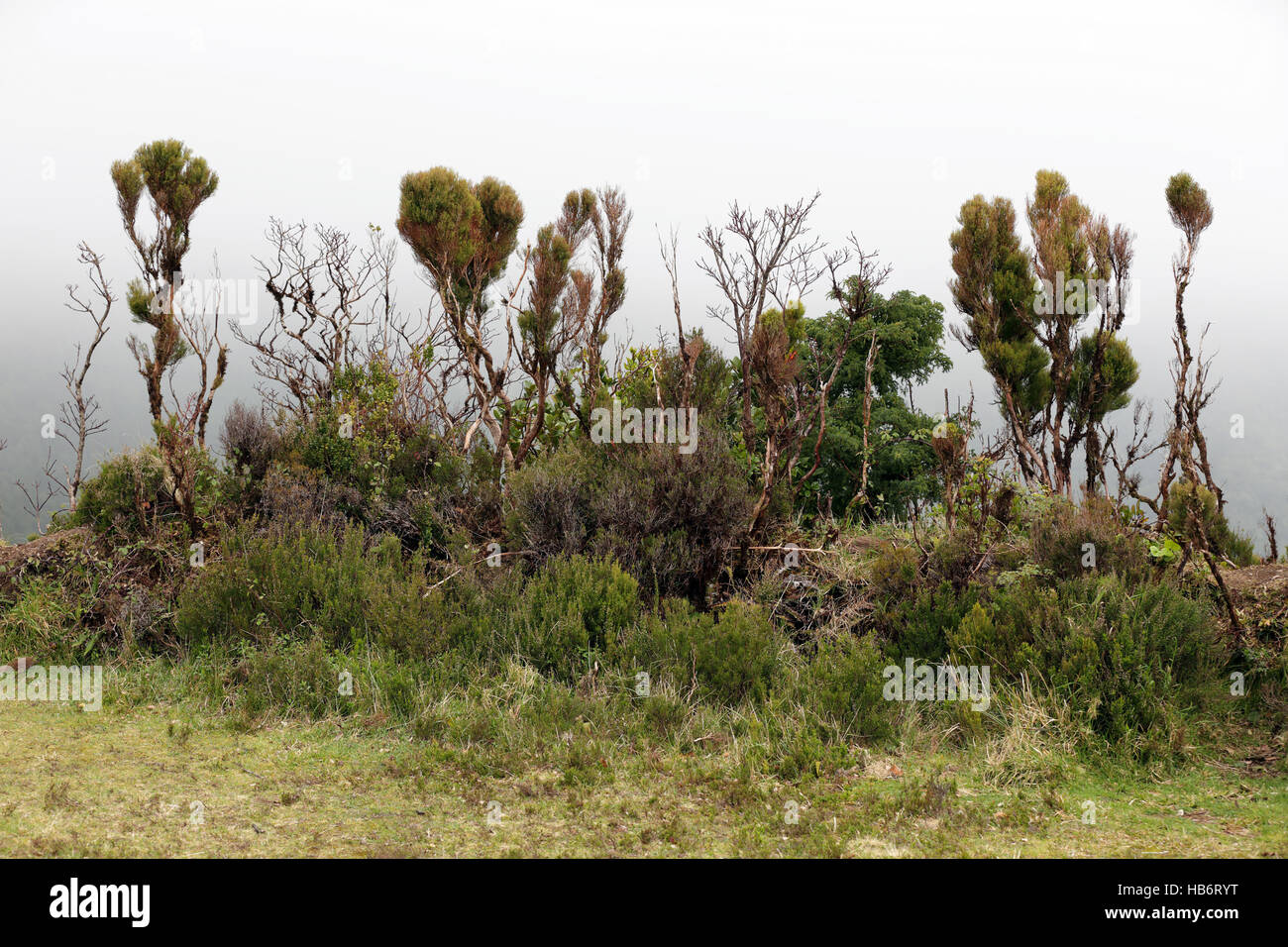 Erica azorica, azores heather, Azores Stock Photo - Alamy