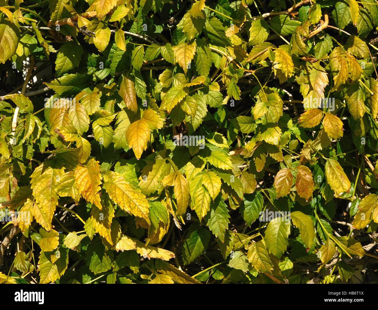 Texture of leaves Stock Photo - Alamy