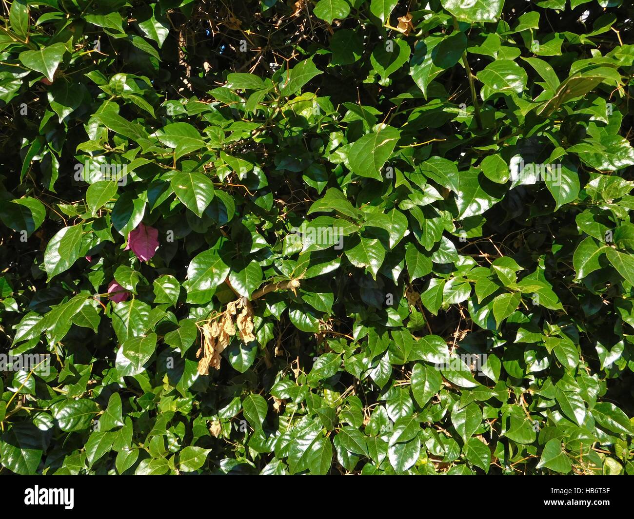 Texture of leaves Stock Photo - Alamy