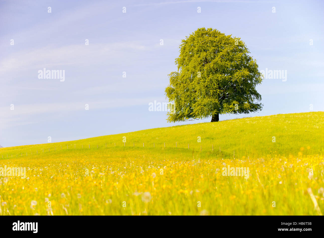 single big beech tree at spring Stock Photo - Alamy