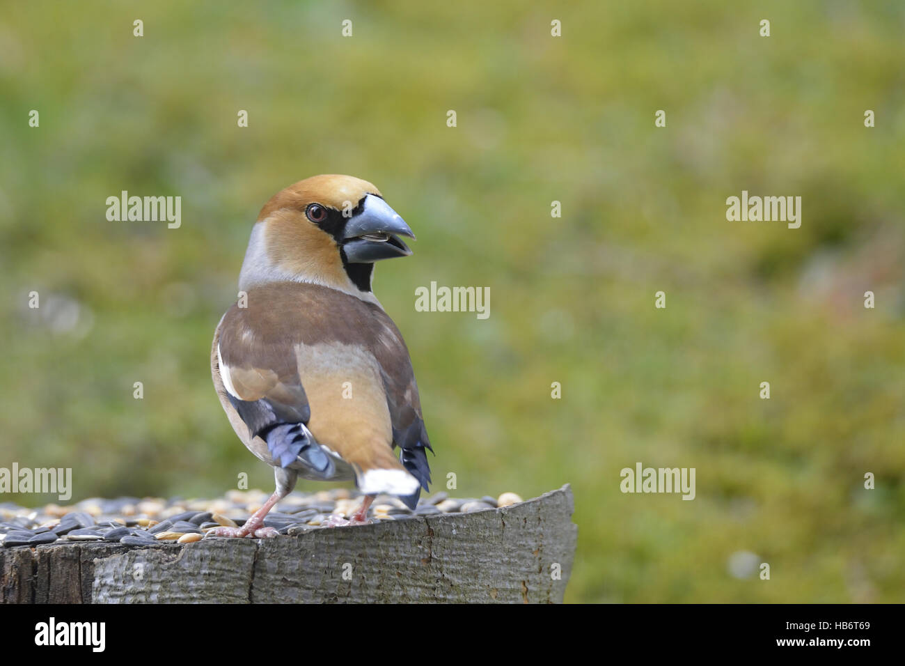 Hawfinch beak hi-res stock photography and images - Alamy