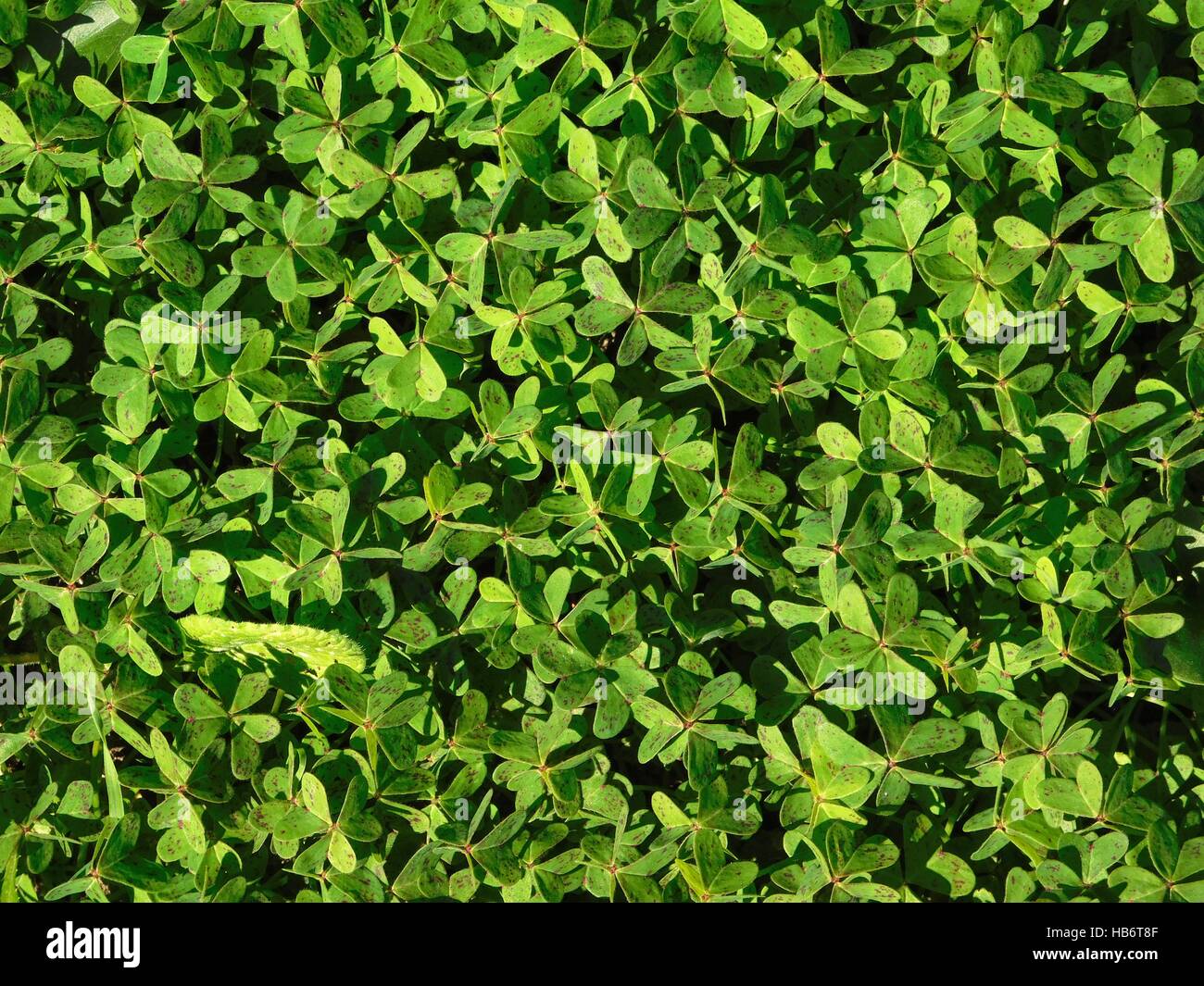 Texture of leaves Stock Photo - Alamy