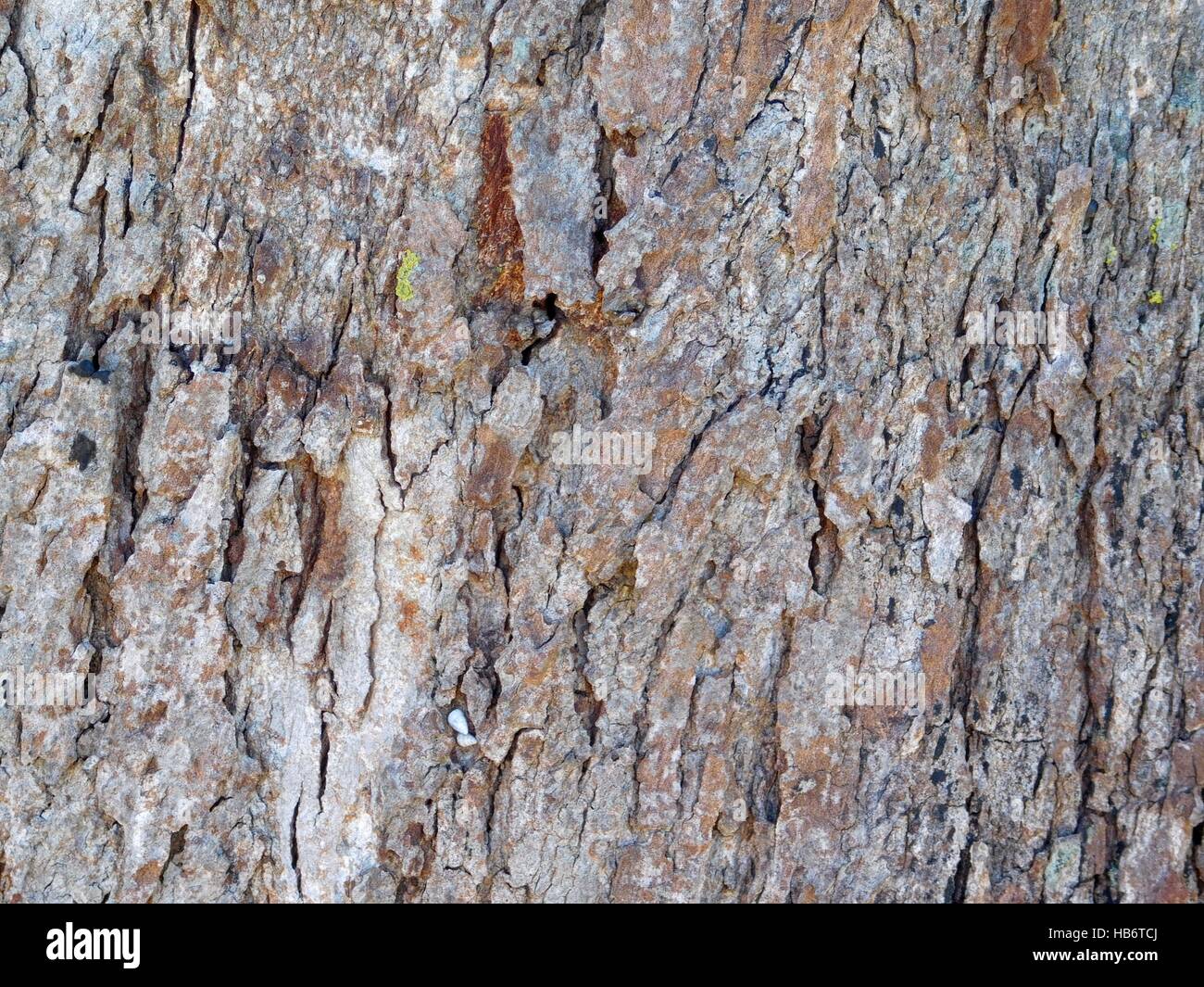 Texture of tree trunk Stock Photo - Alamy