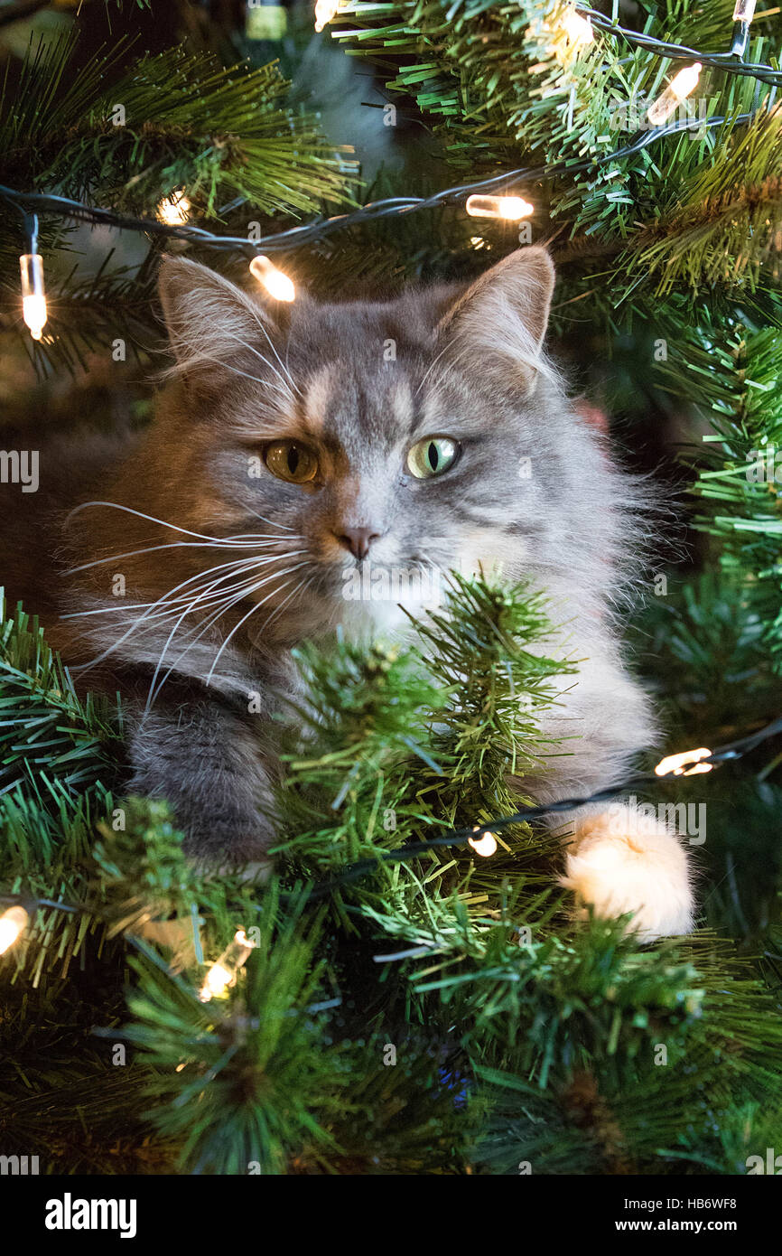 Cat christmas tree hi-res stock photography and images - Alamy