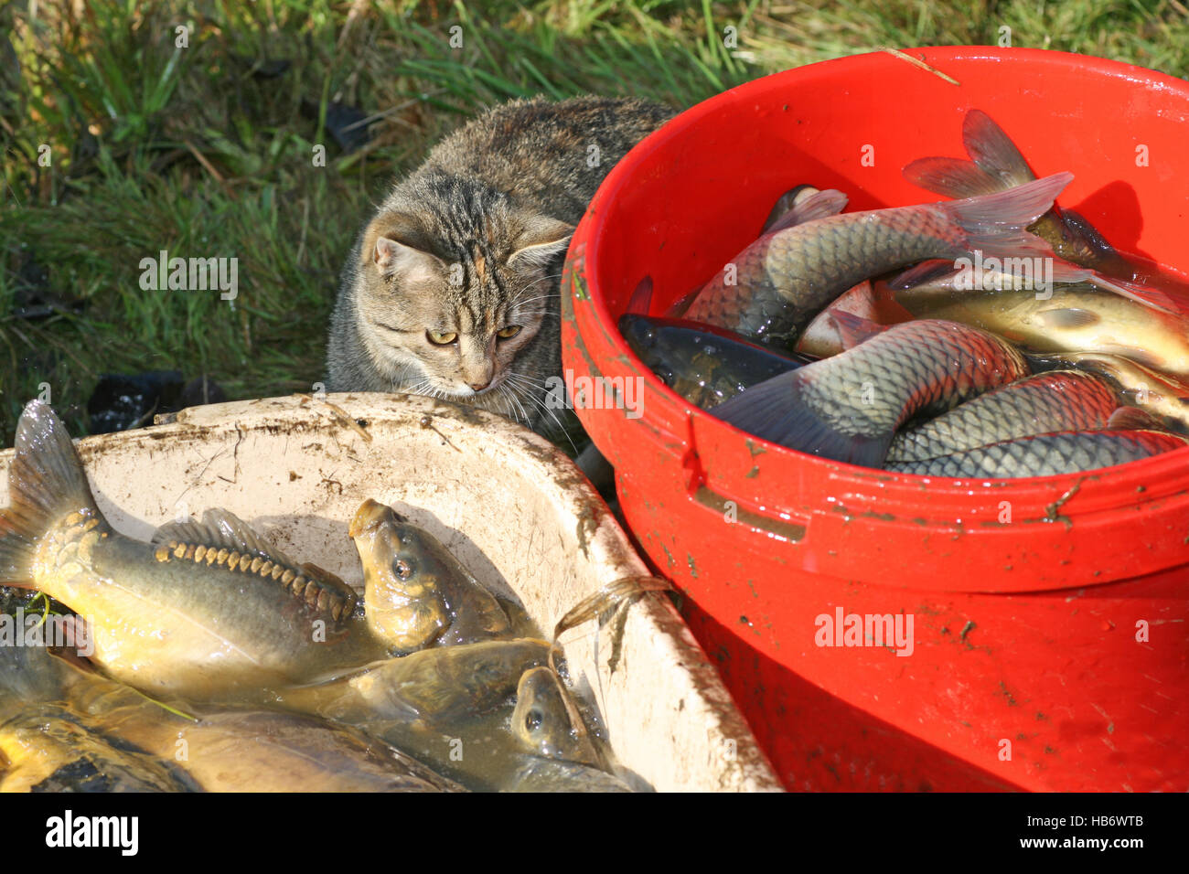 Cat fish hi-res stock photography and images - Alamy