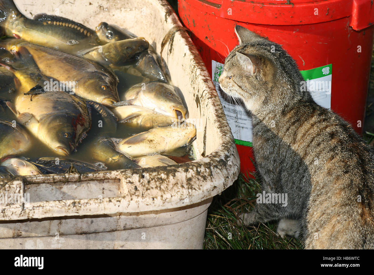 cat and fish Stock Photo - Alamy