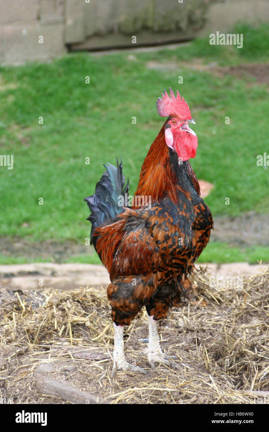 Haushuhner hi-res stock photography and images - Alamy