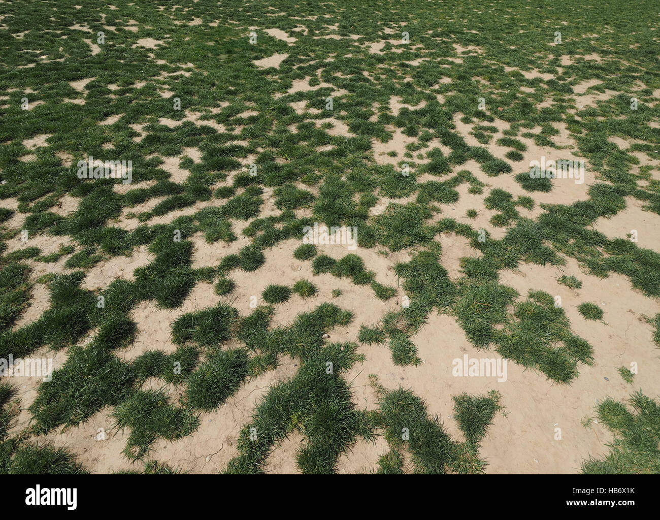 Scalped turf in meadow Stock Photo - Alamy