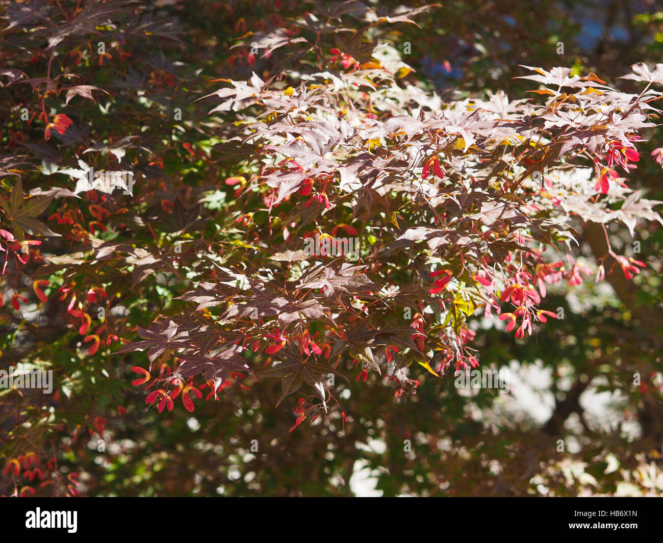 Red maple acer tree Stock Photo - Alamy
