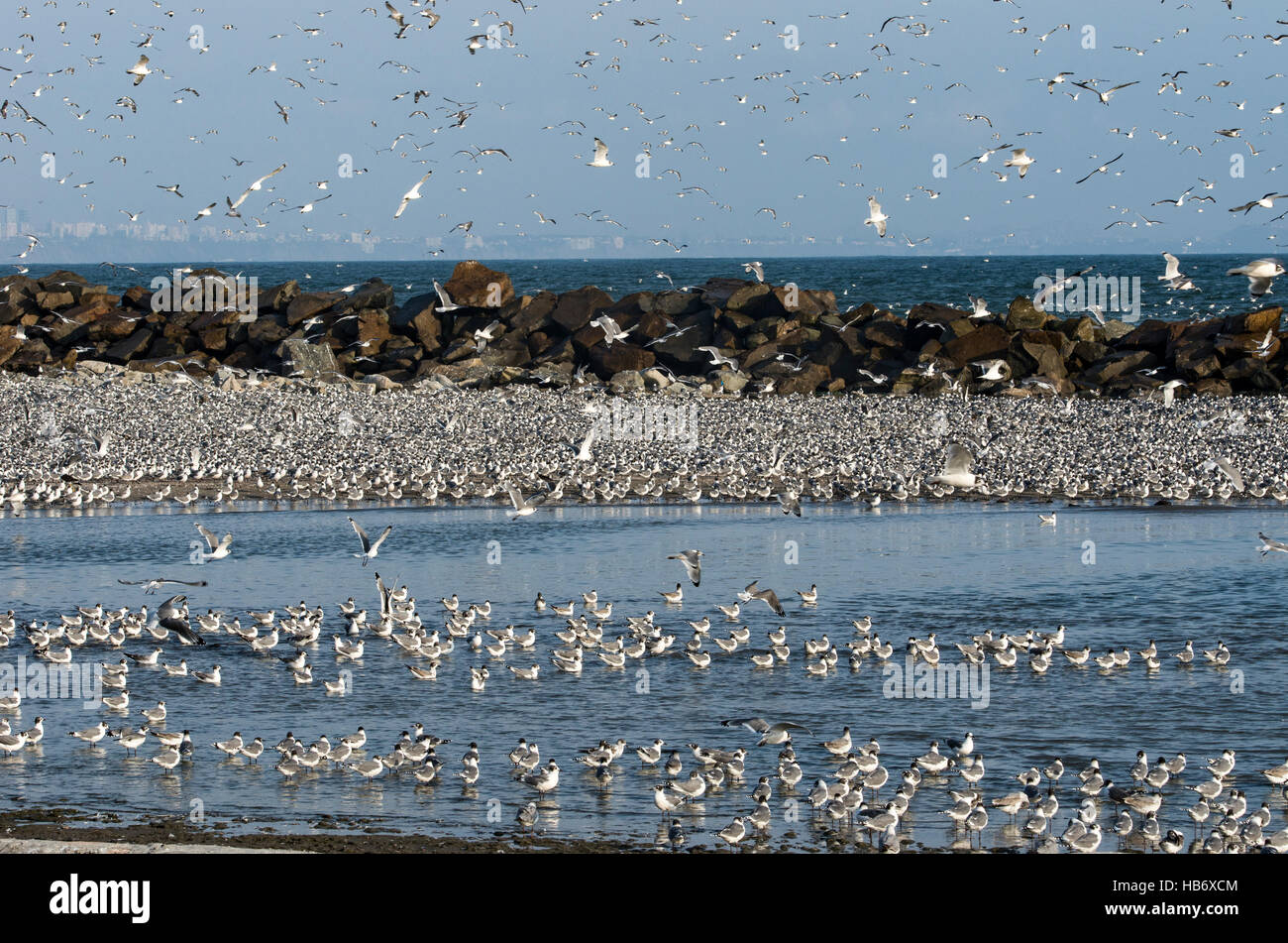 Birds flying flock of birds hi-res stock photography and images - Alamy
