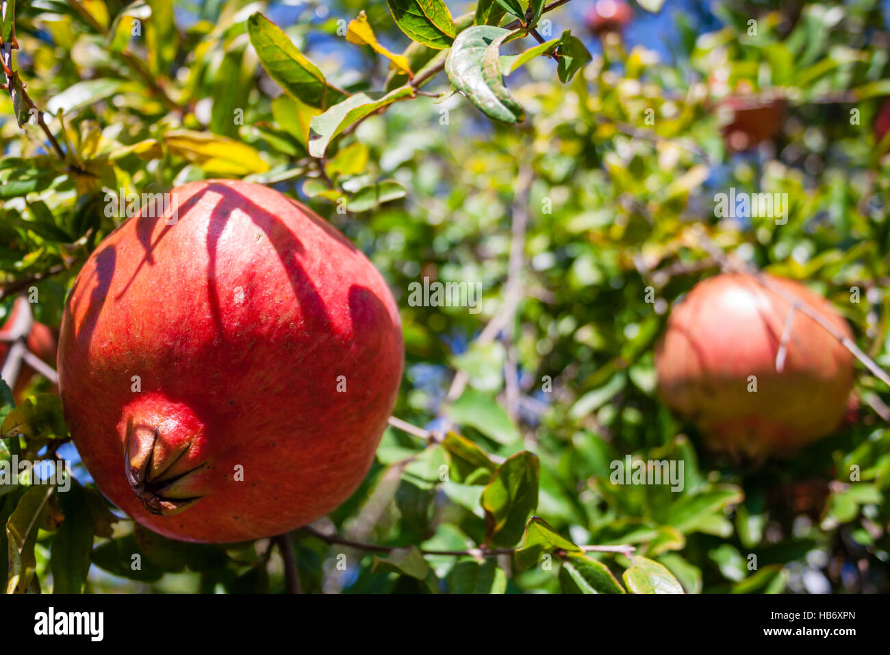 Two pomegranates on tree hi-res stock photography and images - Alamy