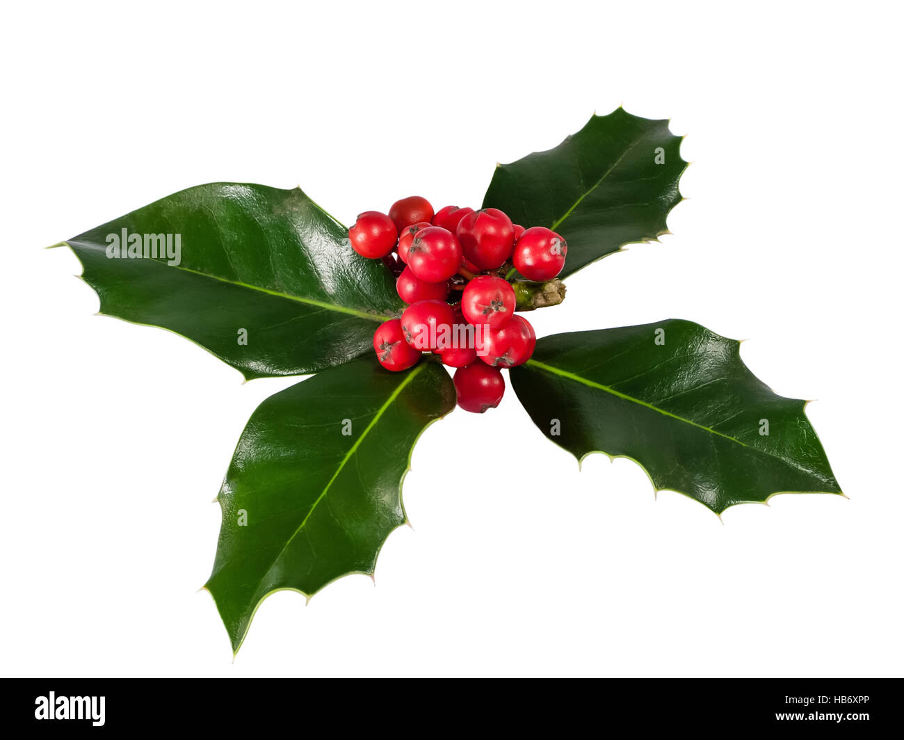 Holly berries isolated on Cut Out Stock Images & Pictures - Alamy