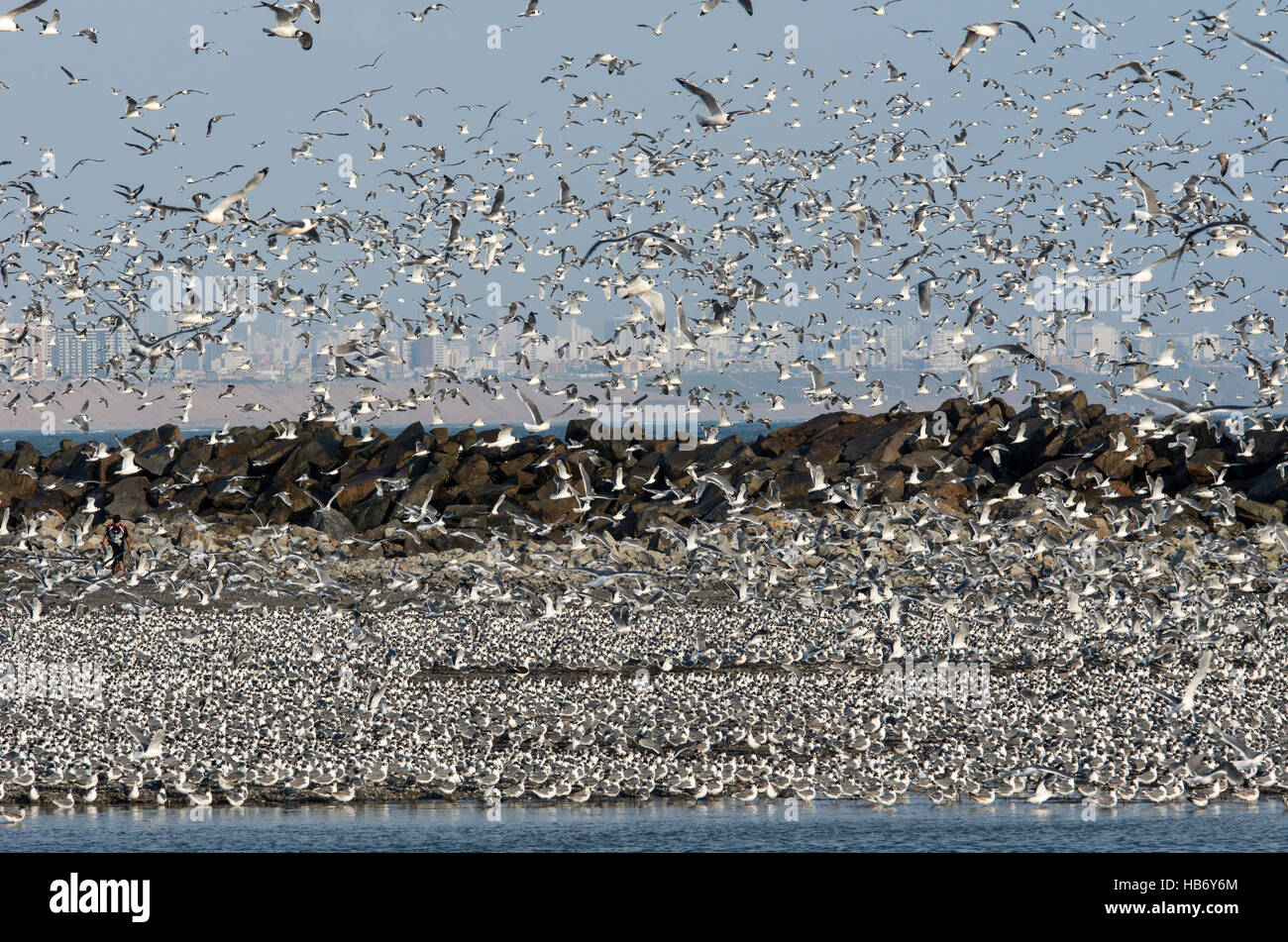 Flock of birds in La Punta, El Callao, Peru Stock Photo - Alamy