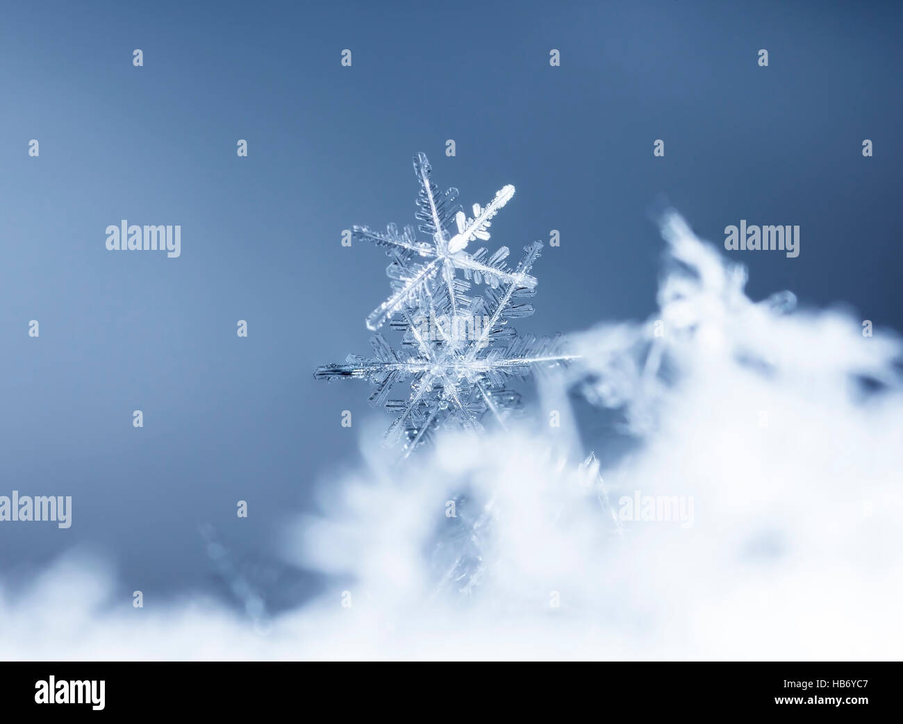 natural snowflakes, photo real snowflakes during a snowfall, under ...