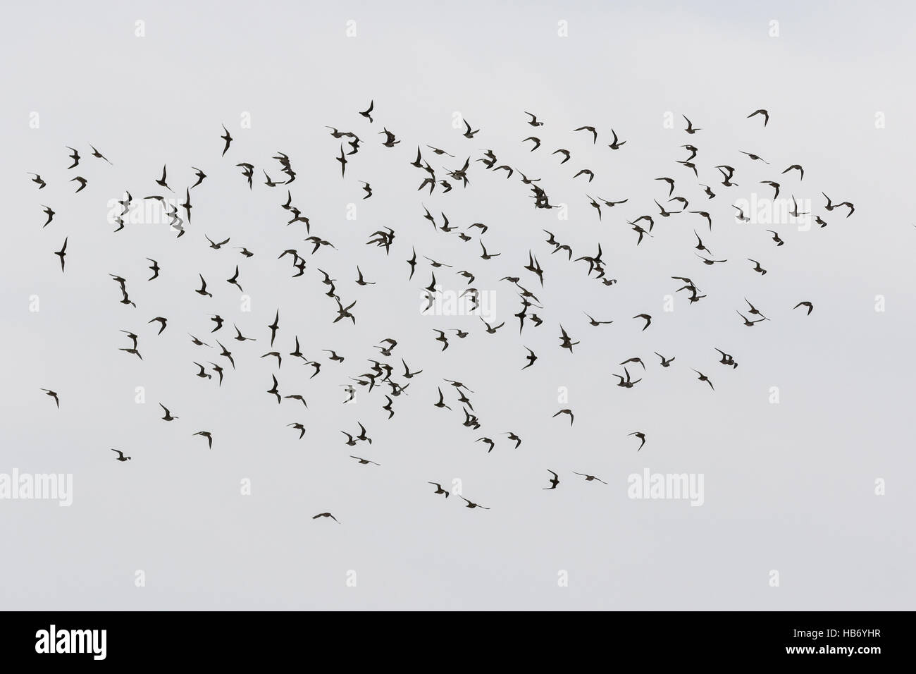 Golden plover in flight hi-res stock photography and images - Alamy