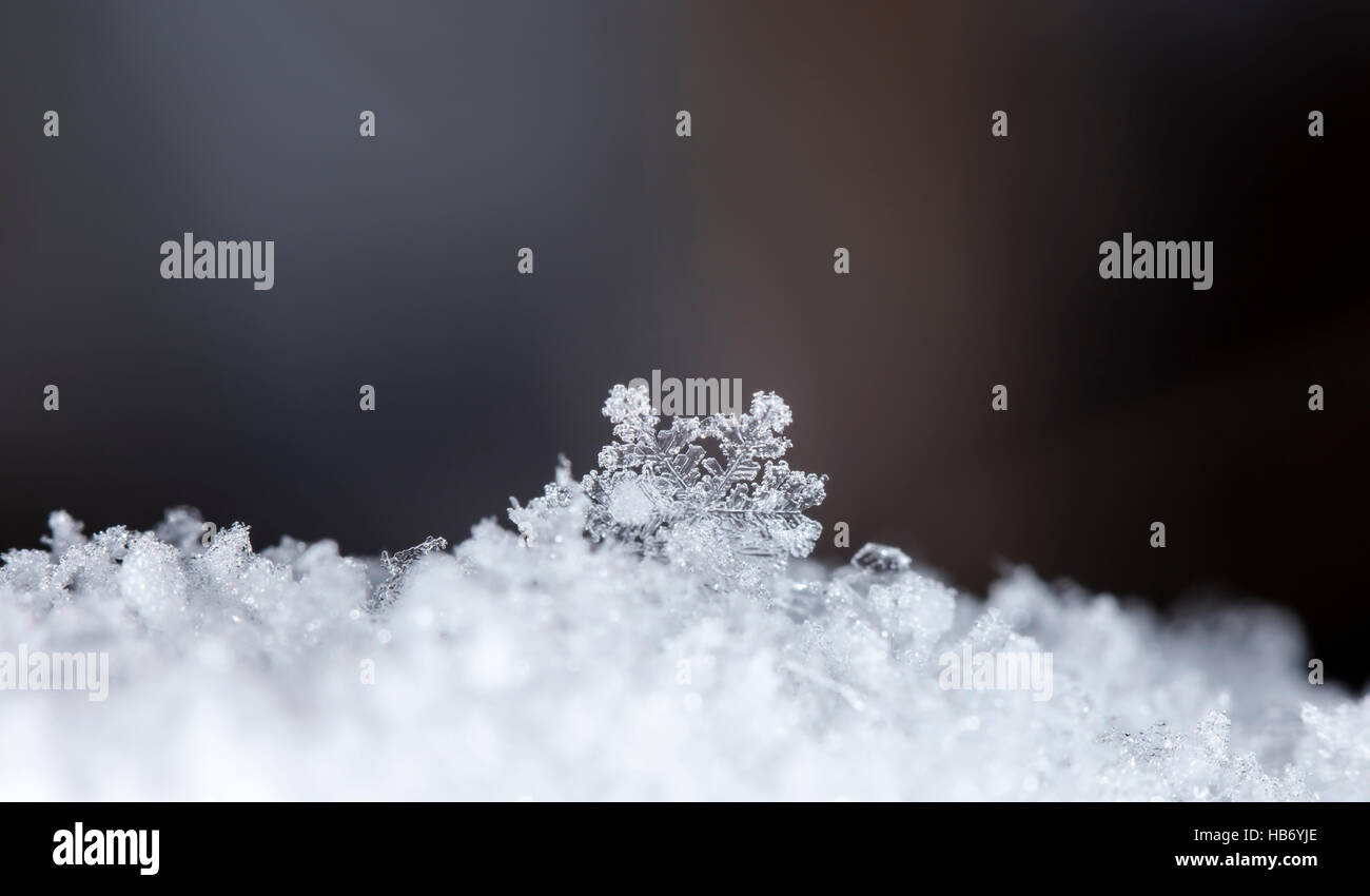 natural snowflakes, photo real snowflakes during a snowfall, under ...
