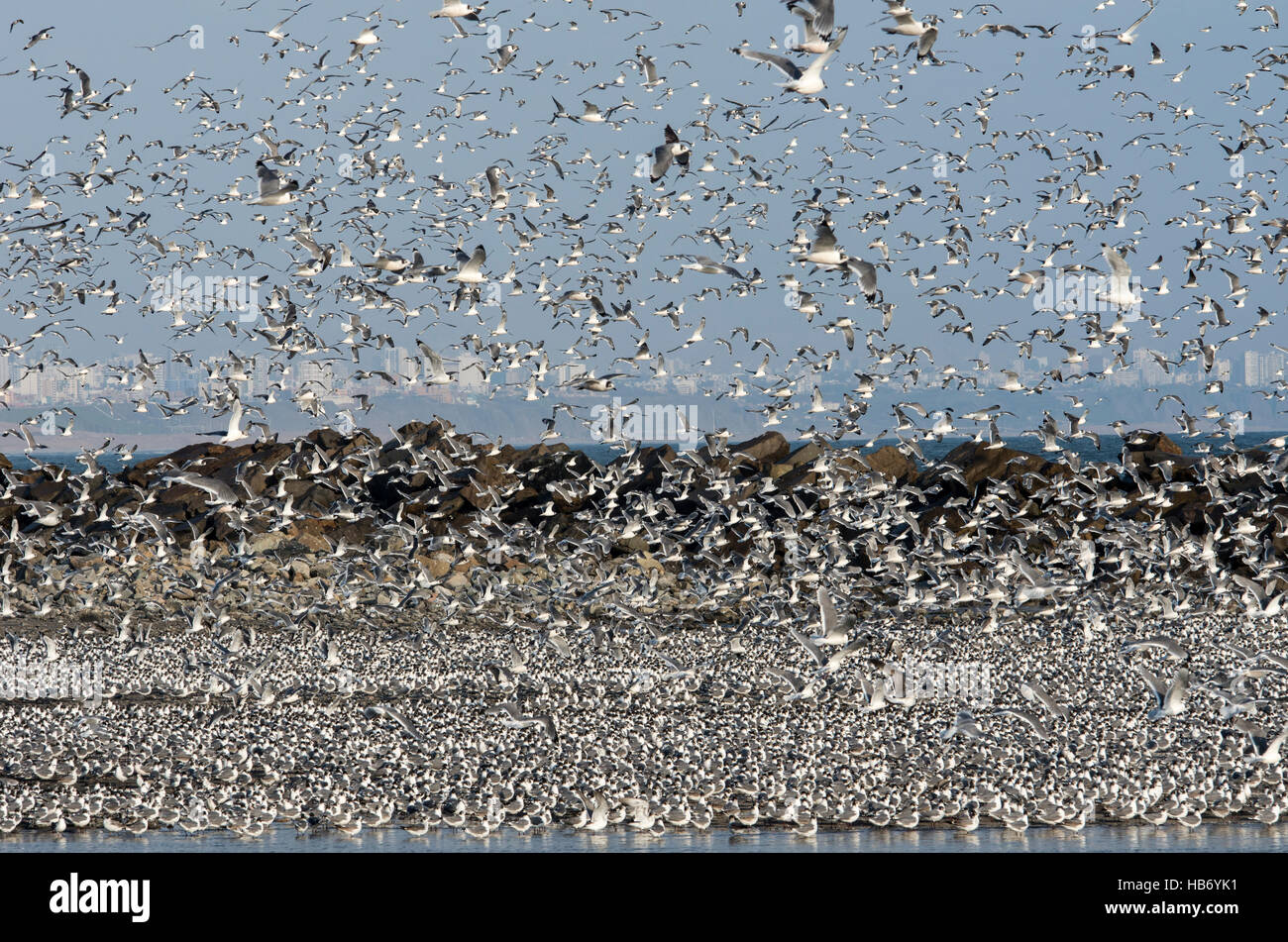 Flock of birds in La Punta, El Callao, Peru Stock Photo - Alamy