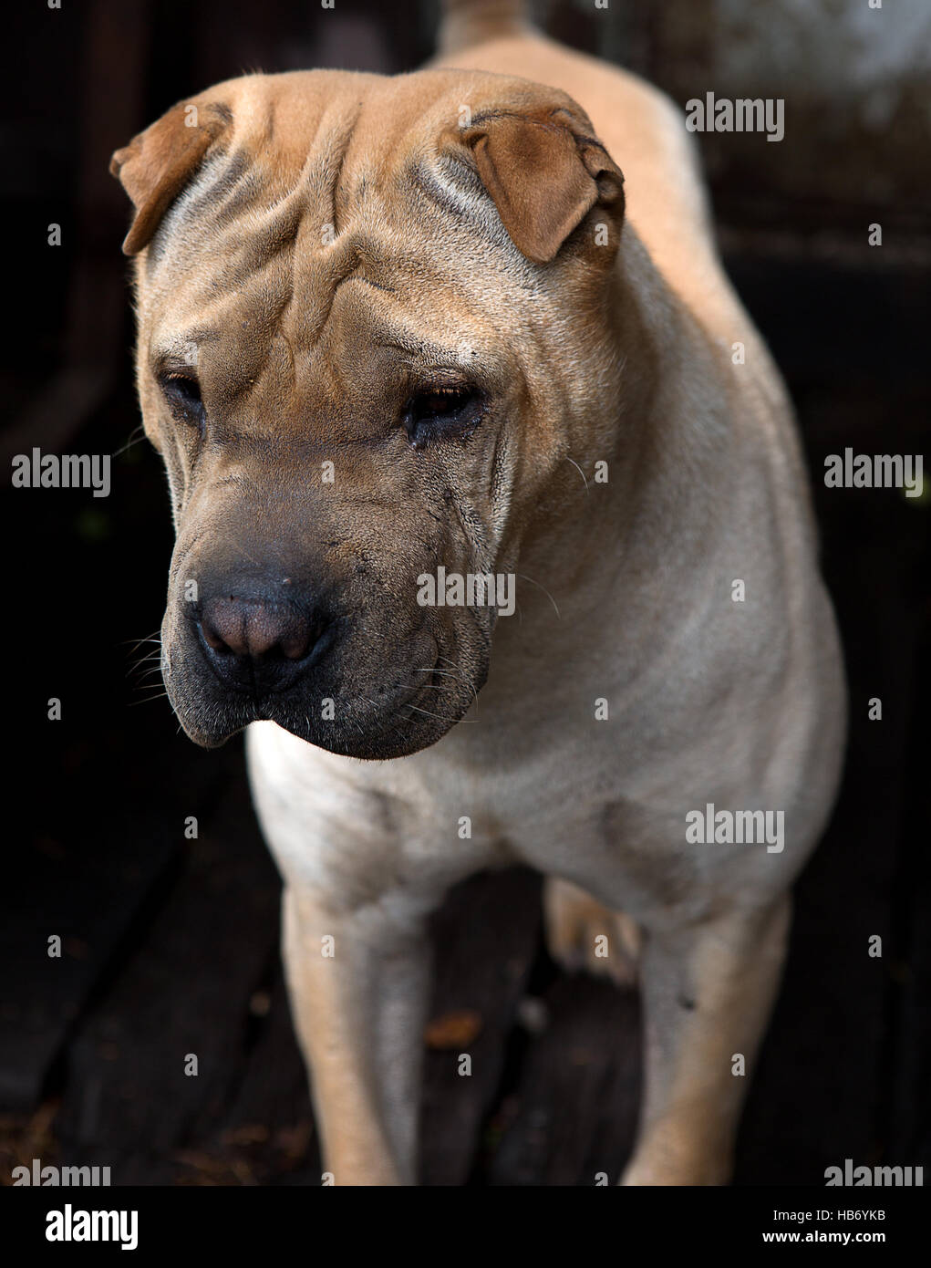 Shar pei dog hi-res stock photography and images - Alamy