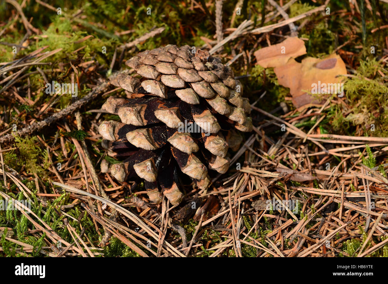 pine, pinewood, conifer, seed, cones Stock Photo - Alamy