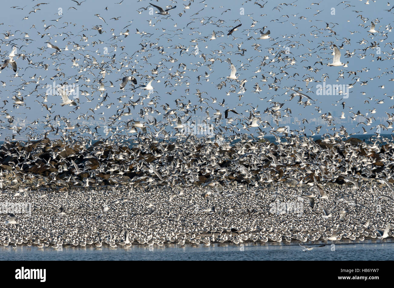 Flock of birds in La Punta, El Callao, Peru Stock Photo - Alamy