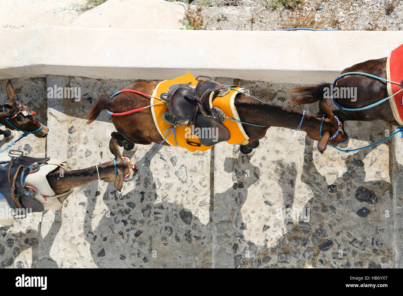 Santorini Donkey Ride Stock Photo - Alamy