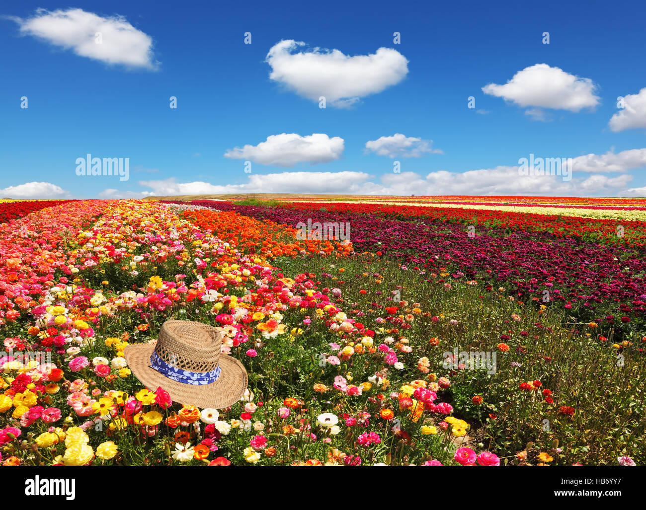 Field of flowers Stock Photo - Alamy