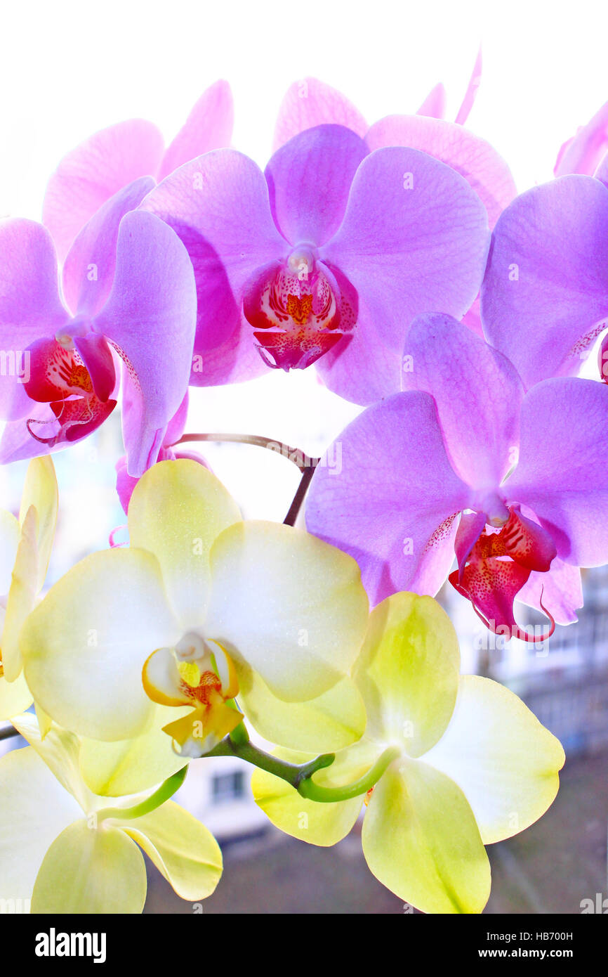 Branch Of Pink And Yellow Orchids Stock Photo Alamy branch-of-pink-and-yellow-orchids-stock-photo-alamy