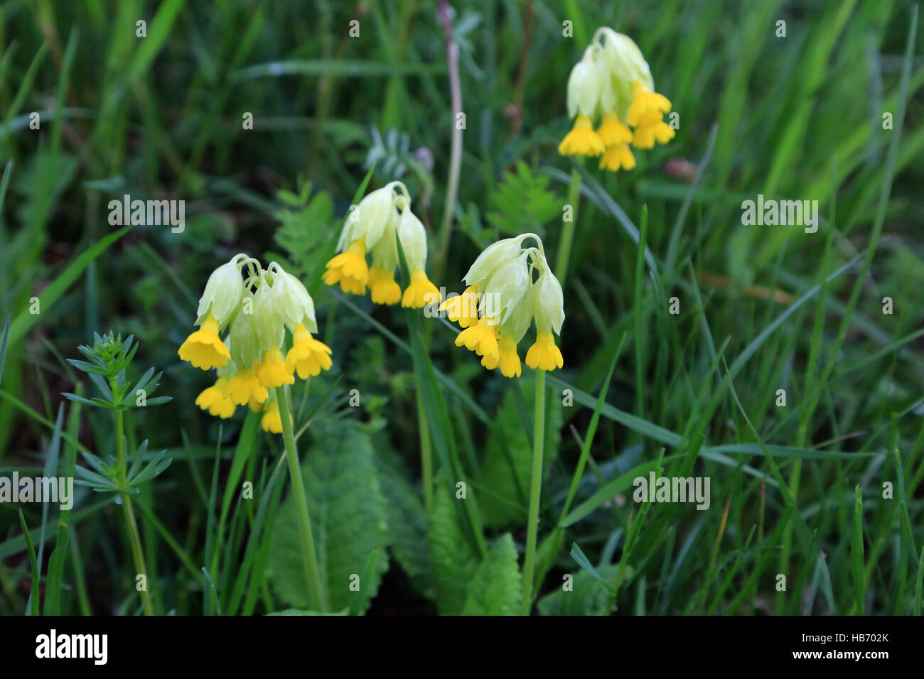 Cowslip grass hi-res stock photography and images - Alamy
