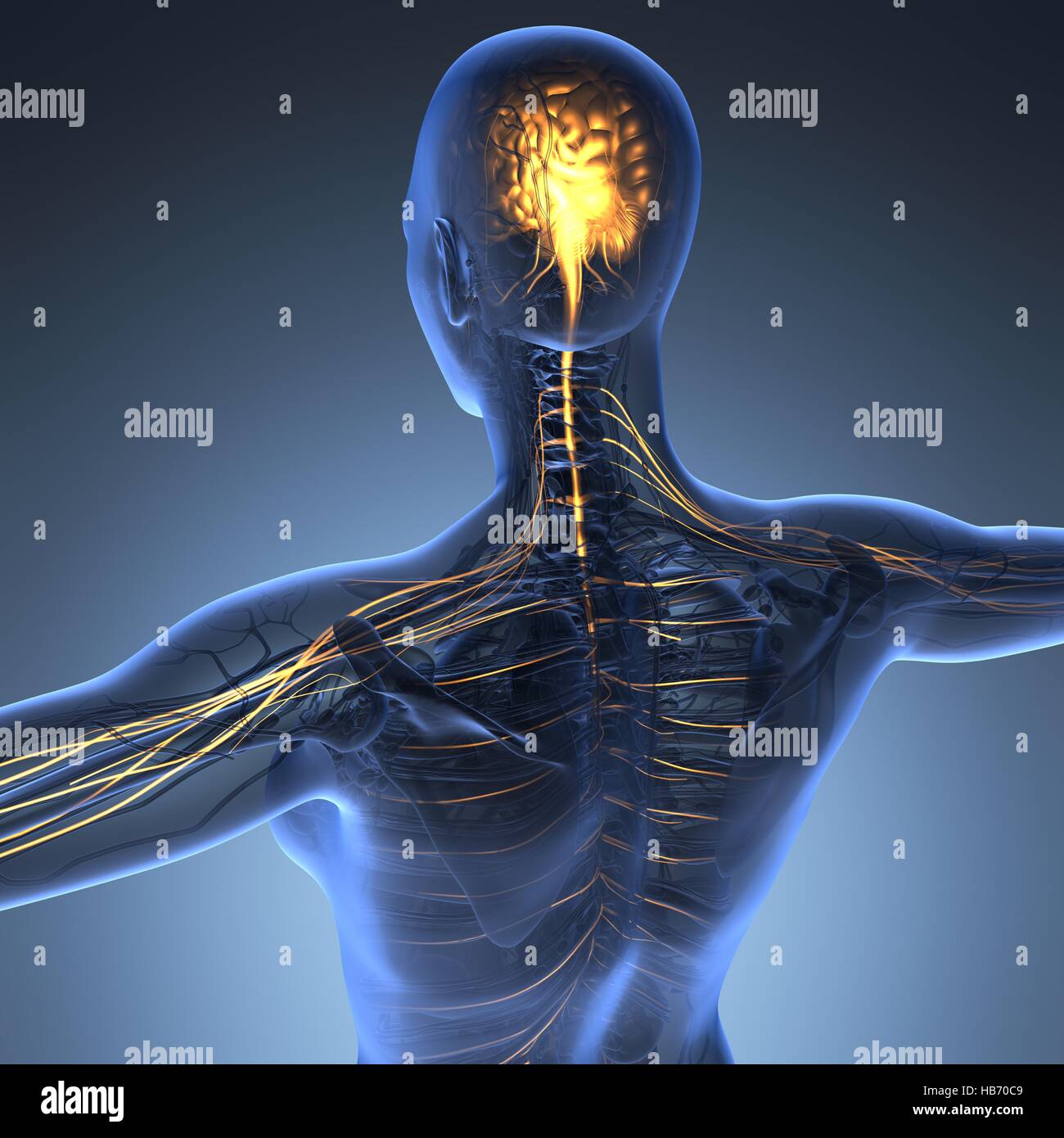 science anatomy of human brain in x-ray Stock Photo - Alamy