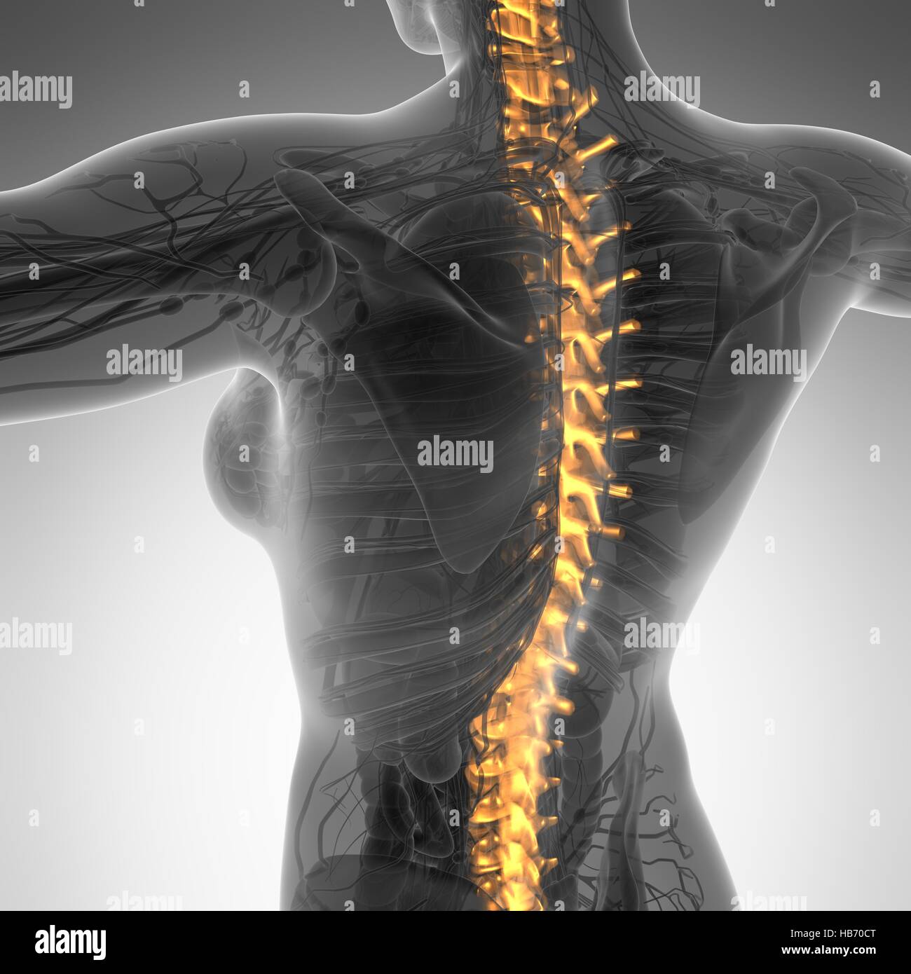 Human backache and back pain with an upper torso body skeleton showing ...