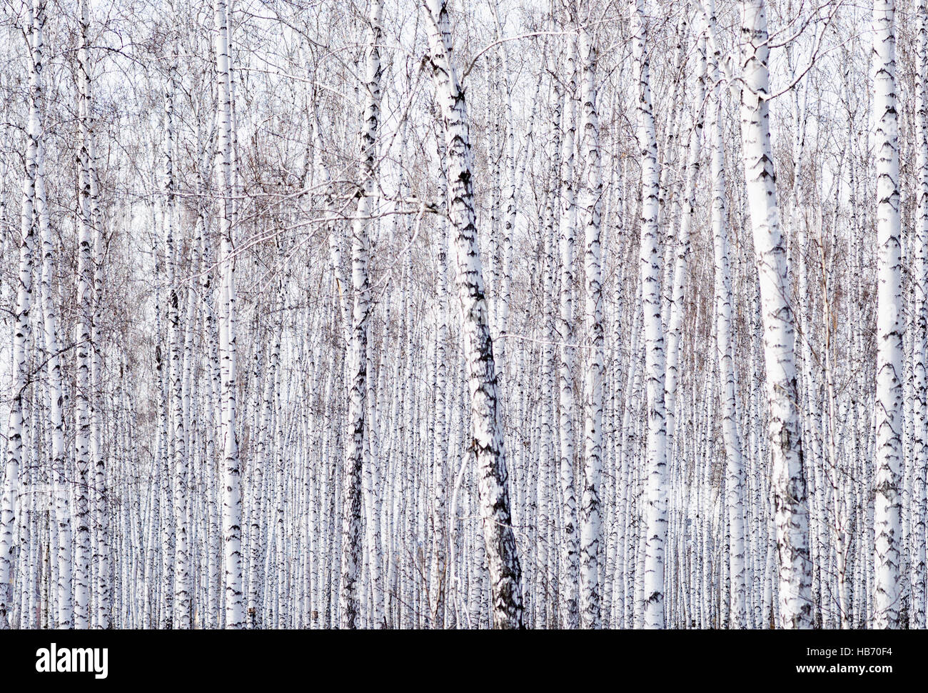 birch trees background Stock Photo - Alamy
