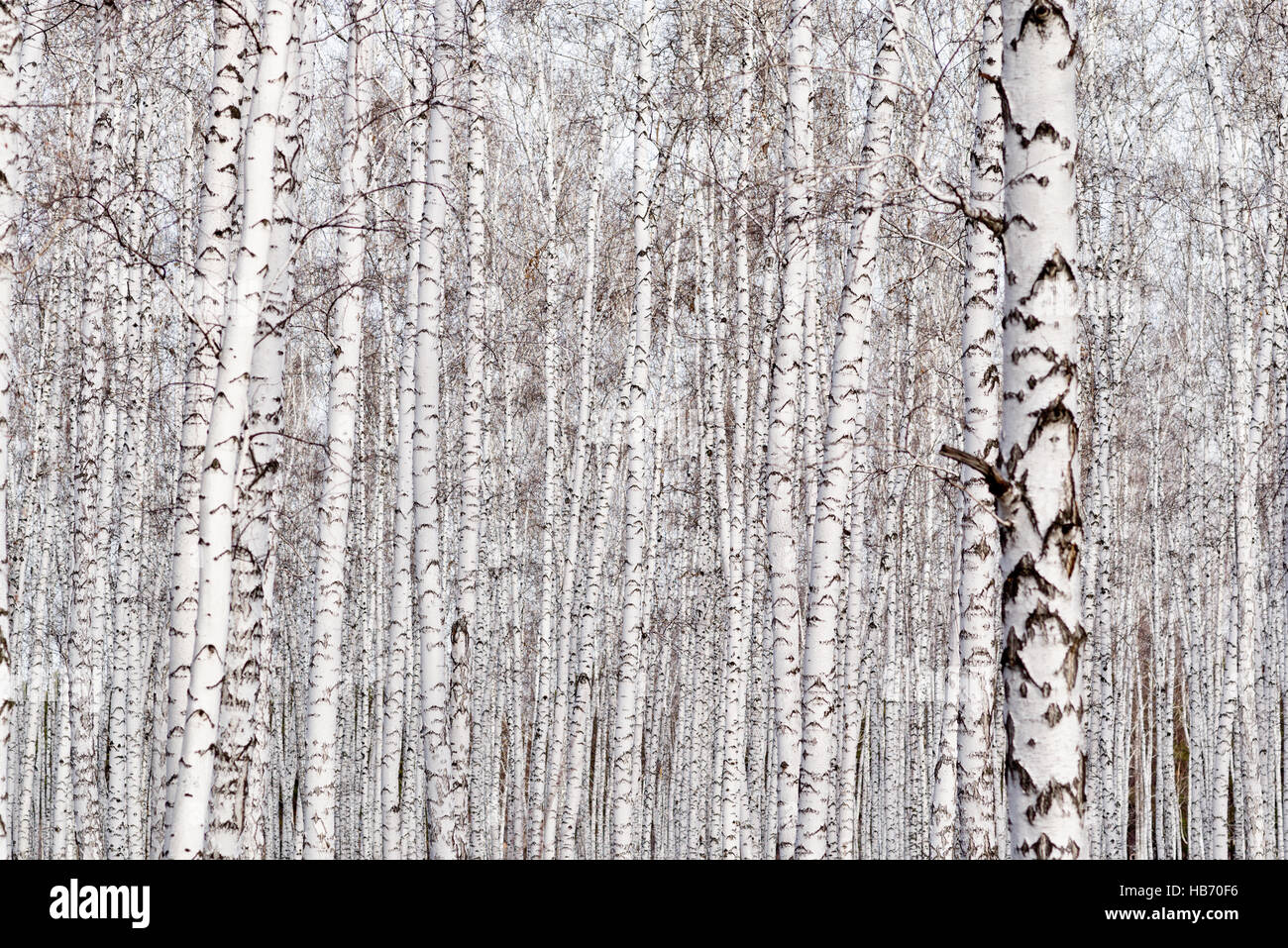 birch trees background Stock Photo - Alamy