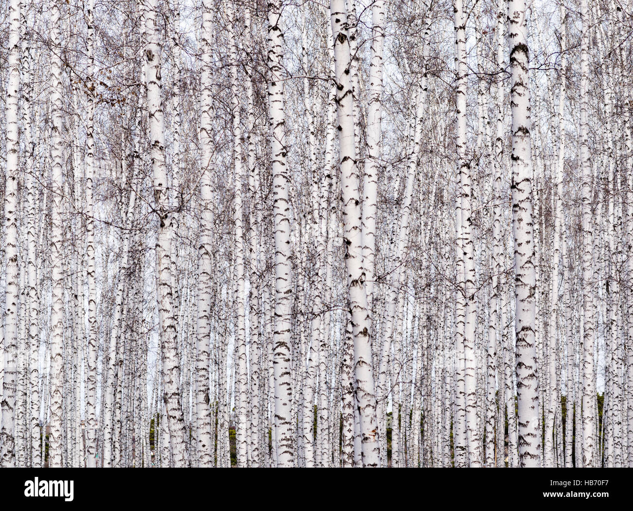 birch trees background Stock Photo - Alamy